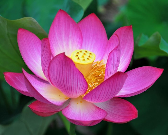 Meaning Of Lotus Flower In Indian Culture Best Flower Site